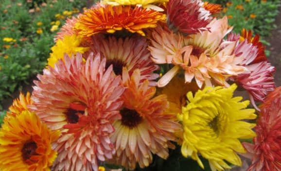 Flashback Calendula Mix - Gaia Organics