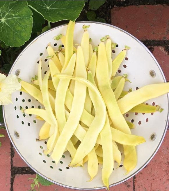 Golden Gate Romano Pole Bean - Gaia Organics