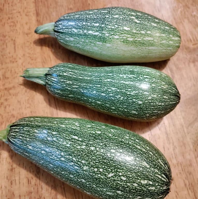 Zucchini Grey Summer Squash - Gaia Organics