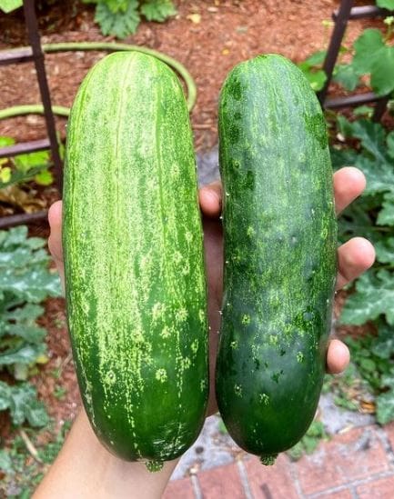 Spacemaster 80 Cucumber - Gaia Organics