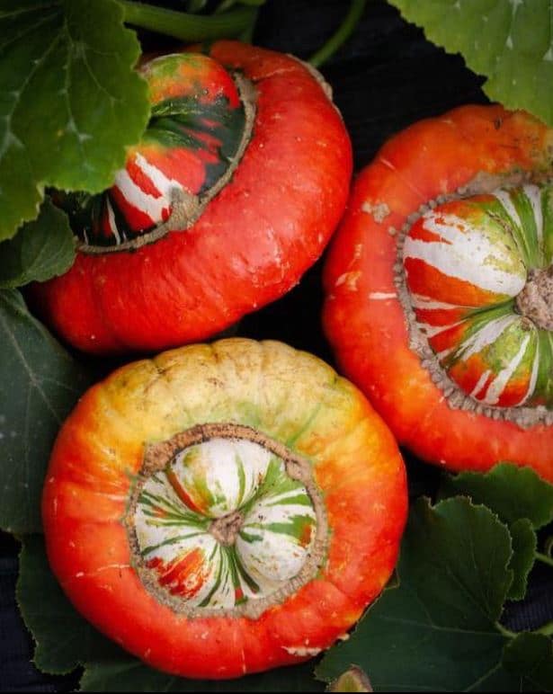Turk's Turban Squash - Gaia Organics