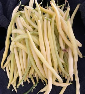 Beans Supplier | Gaia Organics Plants and Seeds | Ontario