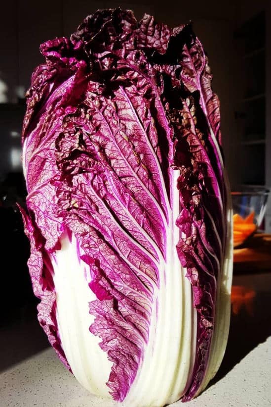 Red Chinese F1 Cabbage - Gaia Organics