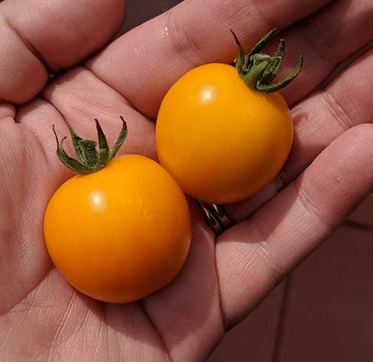 Gold Nugget Tomato - Gaia Organics