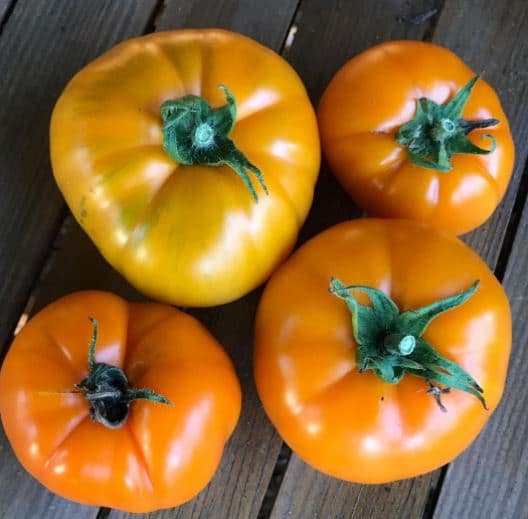 Persimmon Tomato - Gaia Organics