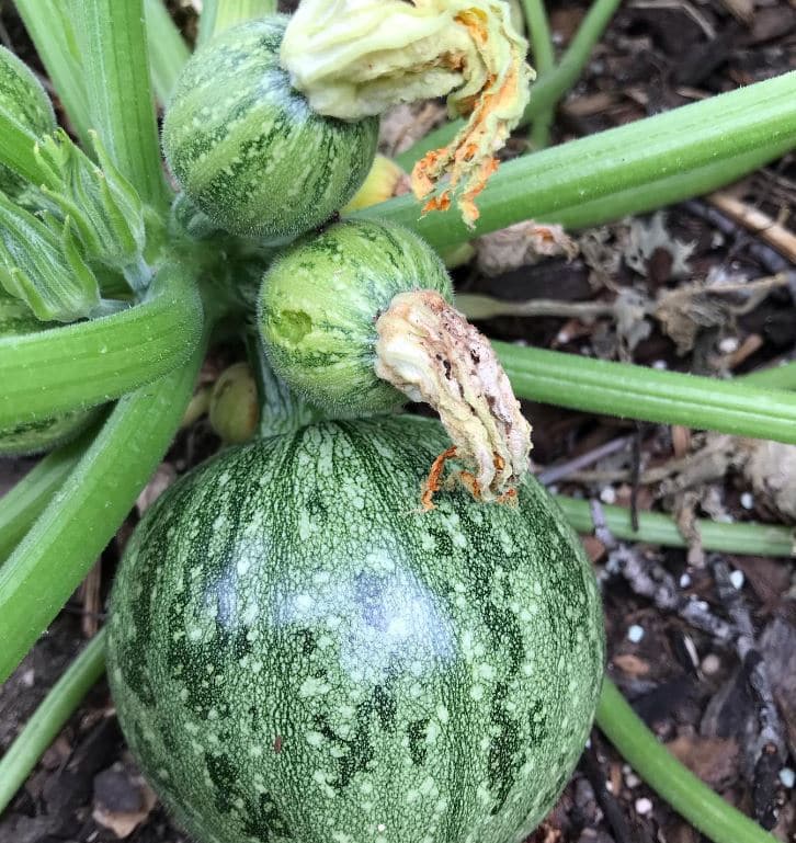 Round Zucchini Squash - Gaia Organics