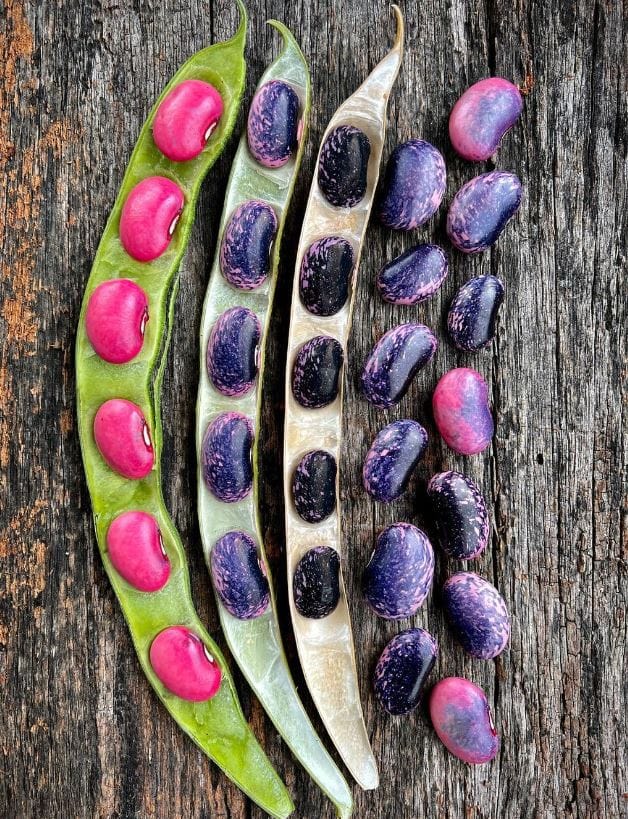 Scarlet Runner Pole Bean - Gaia Organics