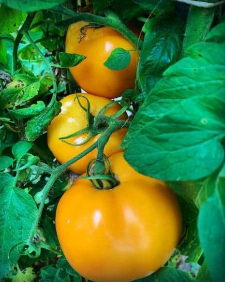 Moonglow Tomato - Gaia Organics